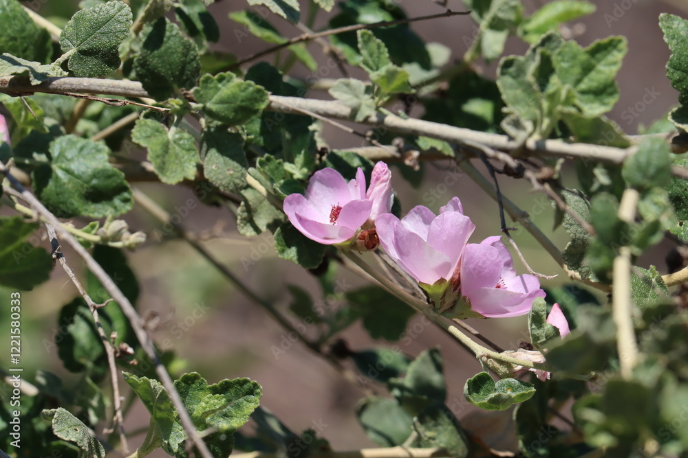 Splendid Chaparral Bushmallow, Malacothamnus Fasciculatus Variety ...