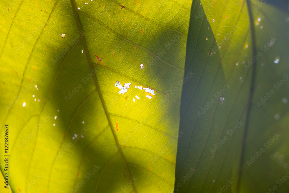 lush green foliage texture with natural patterns, perfect for a vibrant ...
