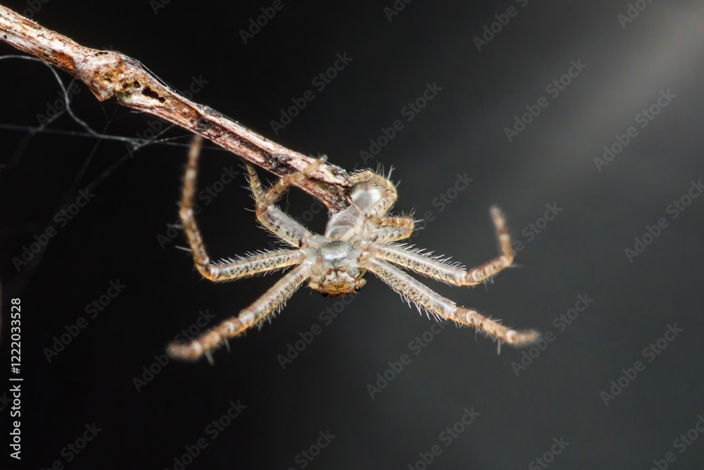 Ghost spider hanging on a twig, showing its translucent body and hairy ...