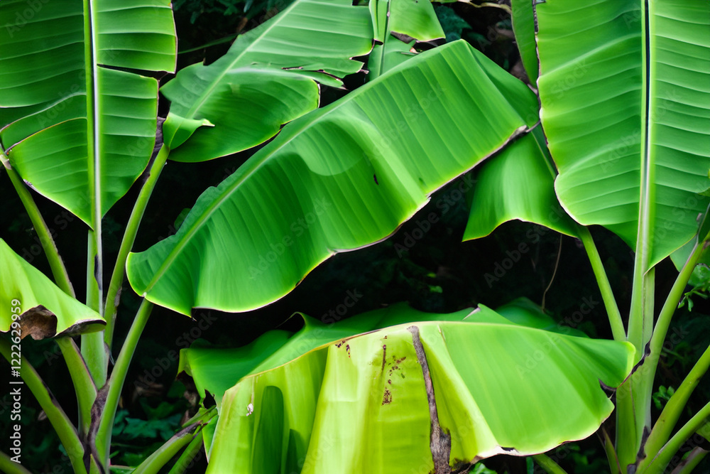Nature's Canopy The Role of Green Banana Leaves in Forest Ecosystems ...