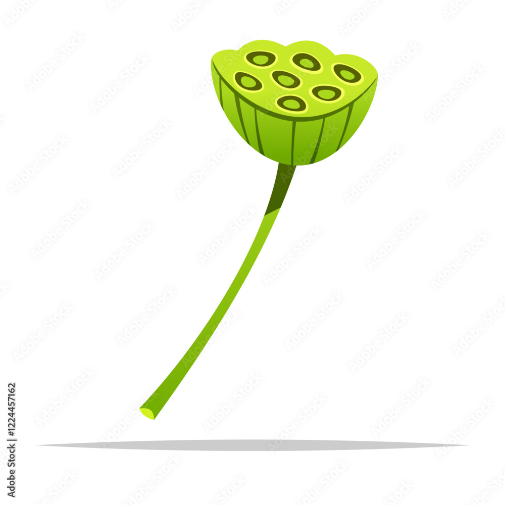 Lotus seed pod vector isolated illustration Stock Vector | Adobe Stock