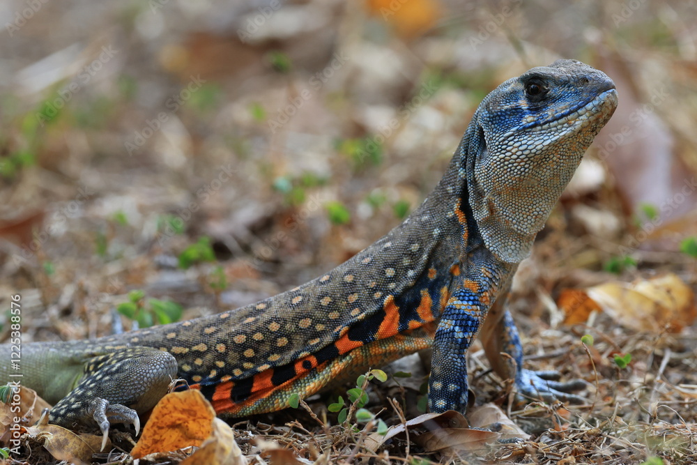 Common butterfly lizard (Leiolepis Belliana) or simply butterfly lizard ...
