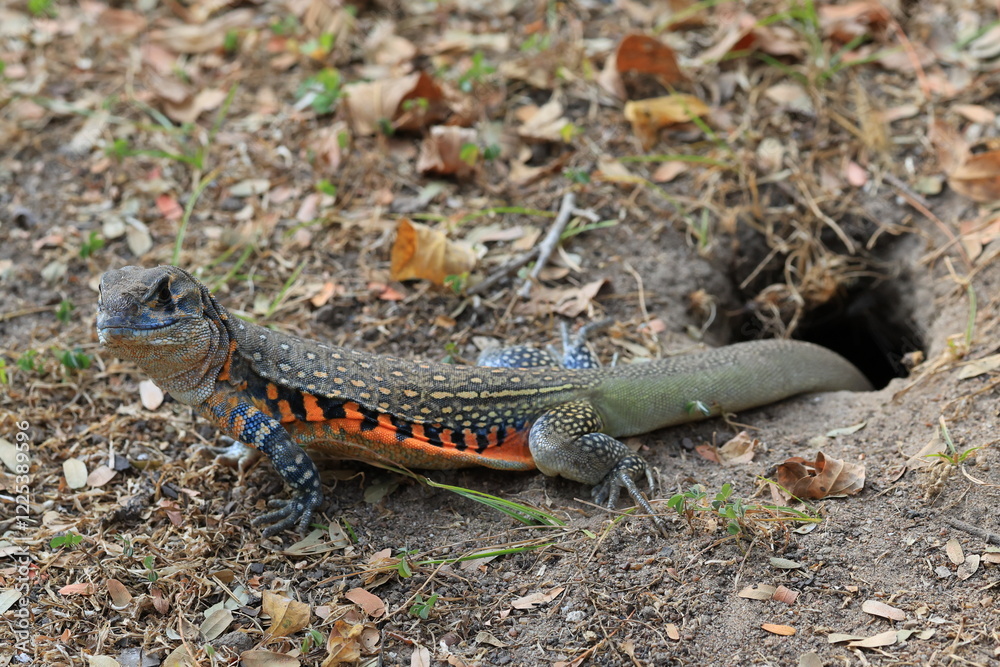 Common butterfly lizard (Leiolepis Belliana) or simply butterfly lizard ...