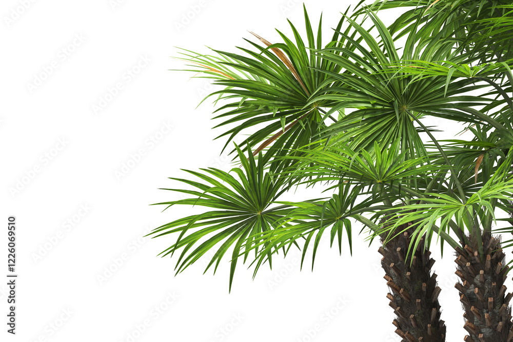 palm Tree isolated on white background. also known as the chamaerops ...