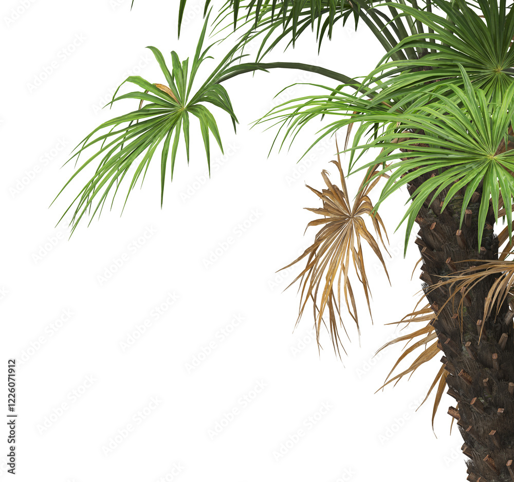 palm Tree isolated on white background. also known as the chamaerops ...