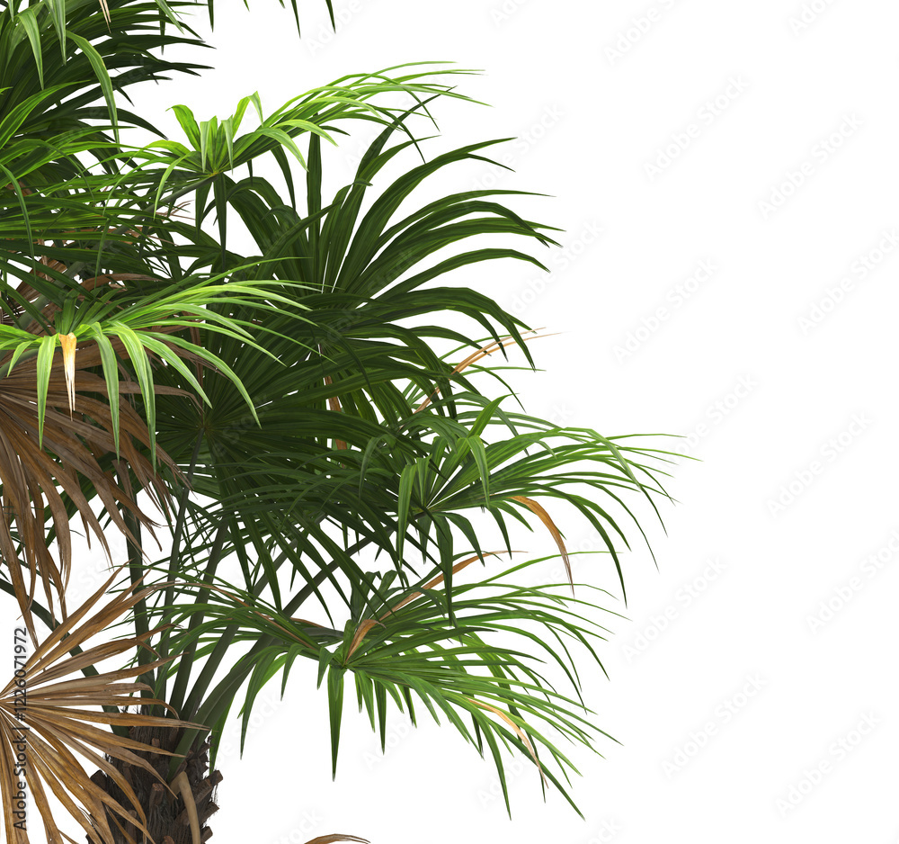 palm Tree isolated on white background. also known as the chamaerops ...