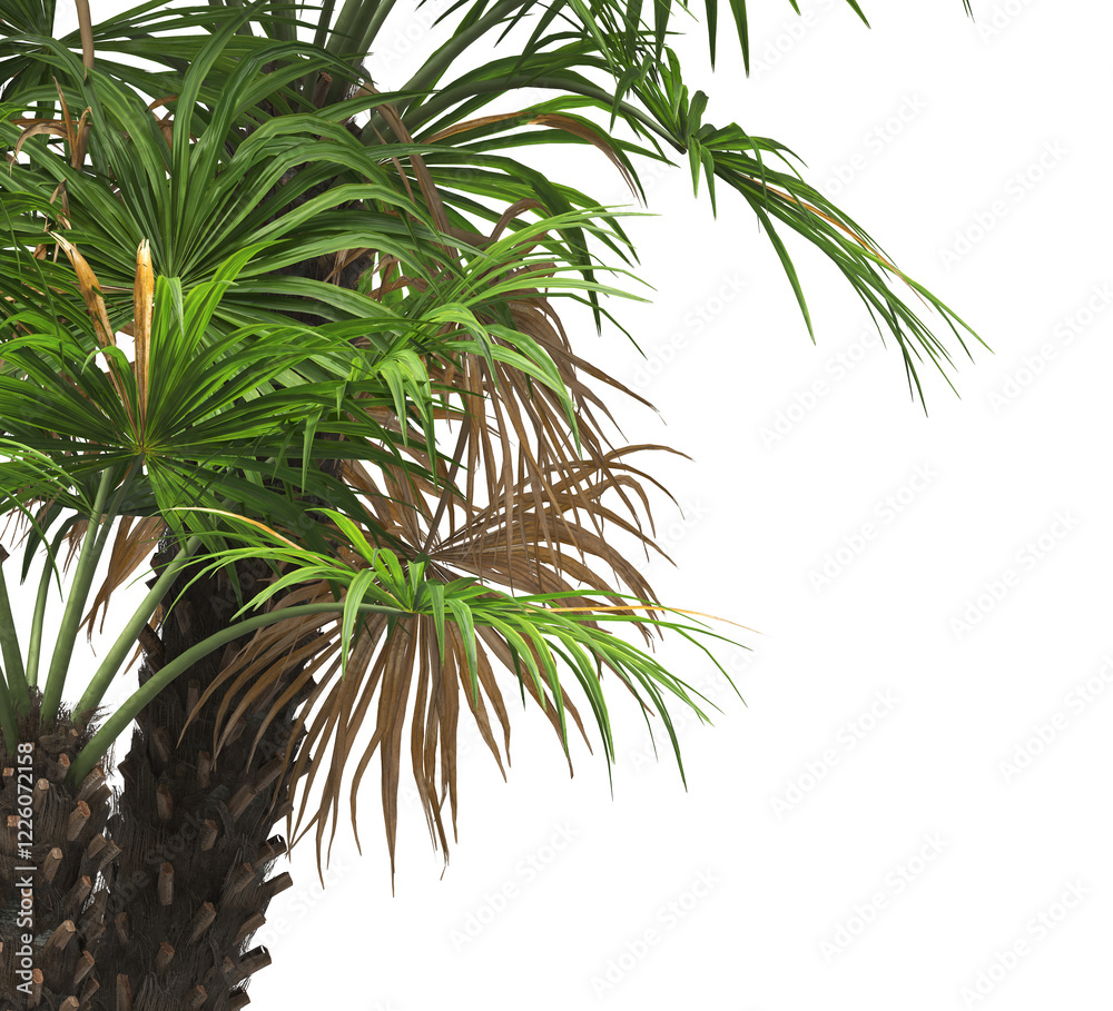 palm Tree isolated on white background. also known as the chamaerops ...