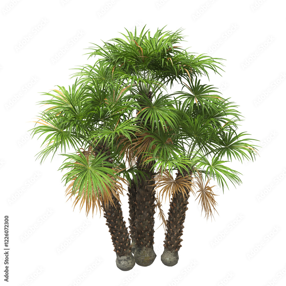 palm Tree isolated on white background. also known as the chamaerops ...