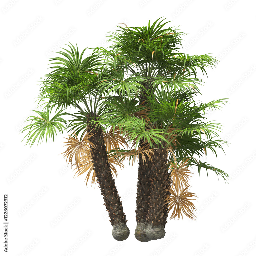 palm Tree isolated on white background. also known as the chamaerops ...