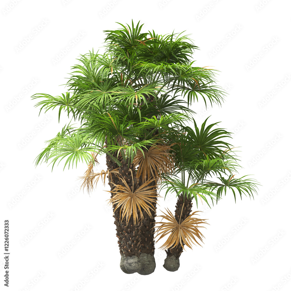 palm Tree isolated on white background. also known as the chamaerops ...