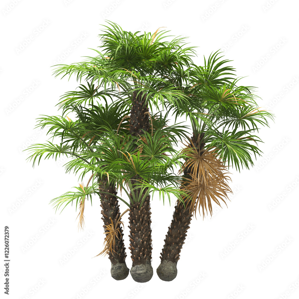palm Tree isolated on white background. also known as the chamaerops ...