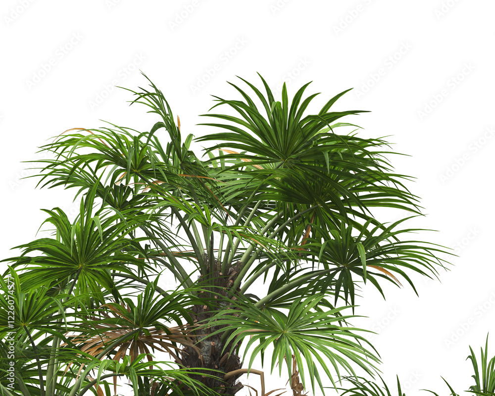 palm Tree isolated on white background. also known as the chamaerops ...