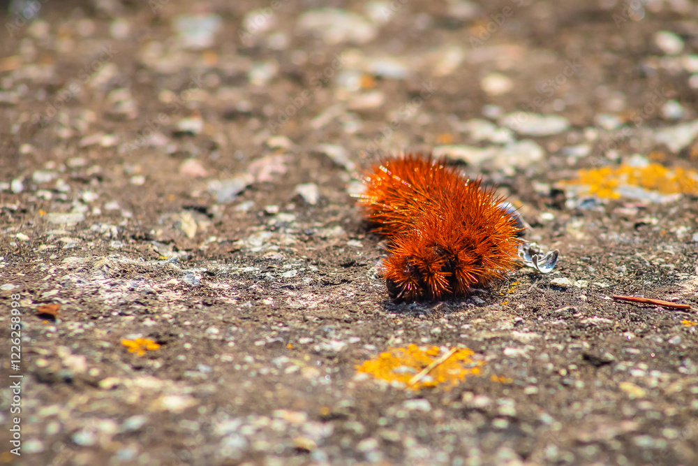 Pyrrharctia isabella, orange-colored moth larva, caterpillar in the ...