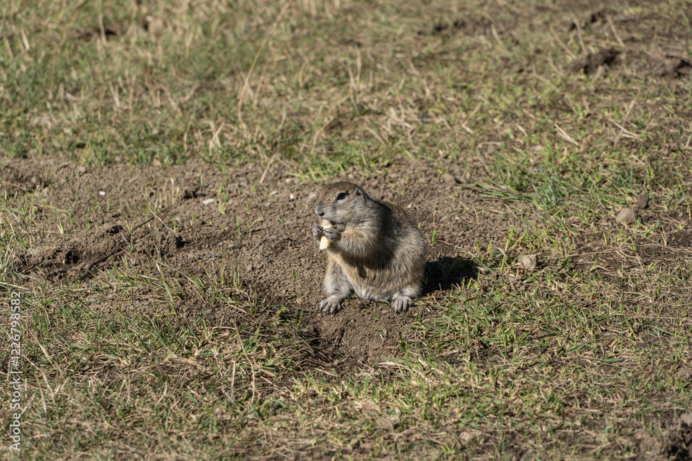 Gopher (Latin Spermophilus) is genus of rodents of squirrel family ...