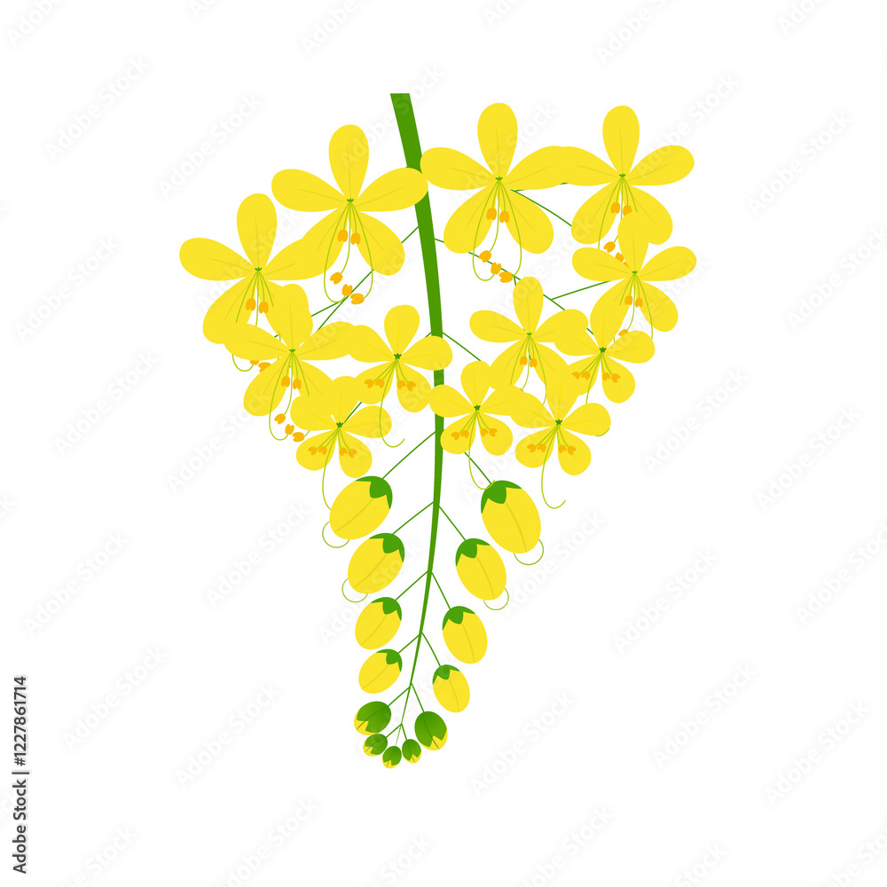 Kanikonna flower, konnappoovu or cassia fistula(Golden shower) isolated on transparent ...