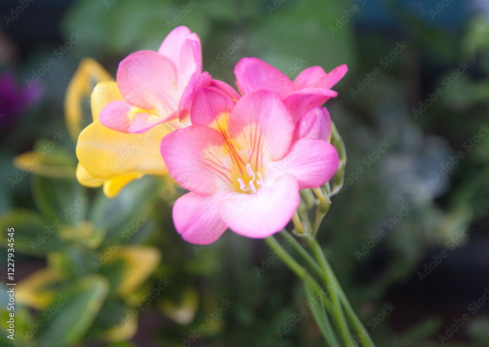 Pink and yellow flowers of Alstroemeria, commonly called the Peruvian ...