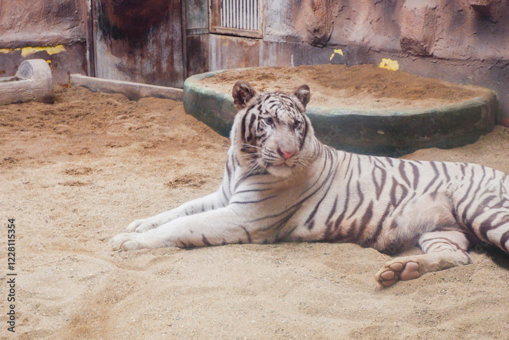 Big White tiger at the zoo in forest,look like jungle forest background ...