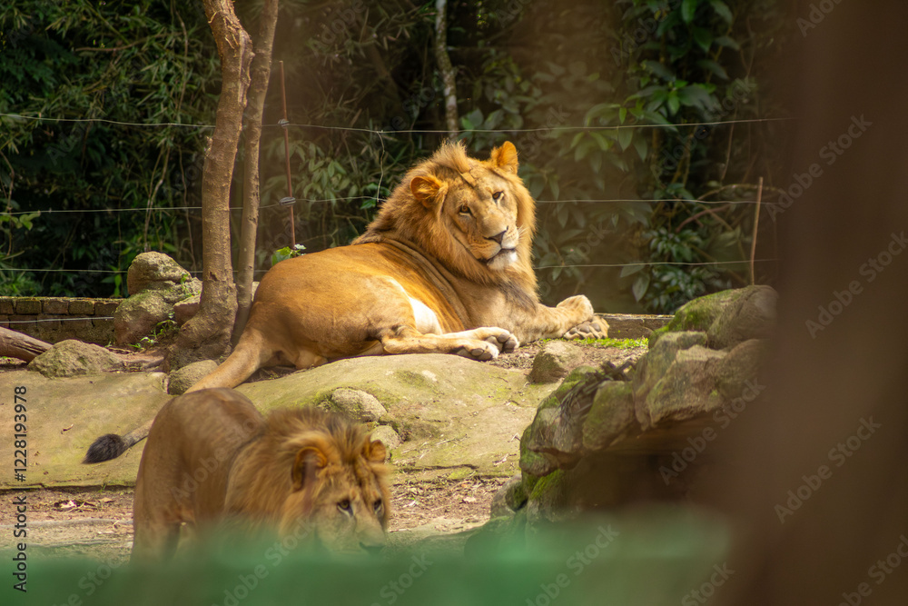 Leão com grande juba dourada, mamífero carnívoro considerado o rei da ...