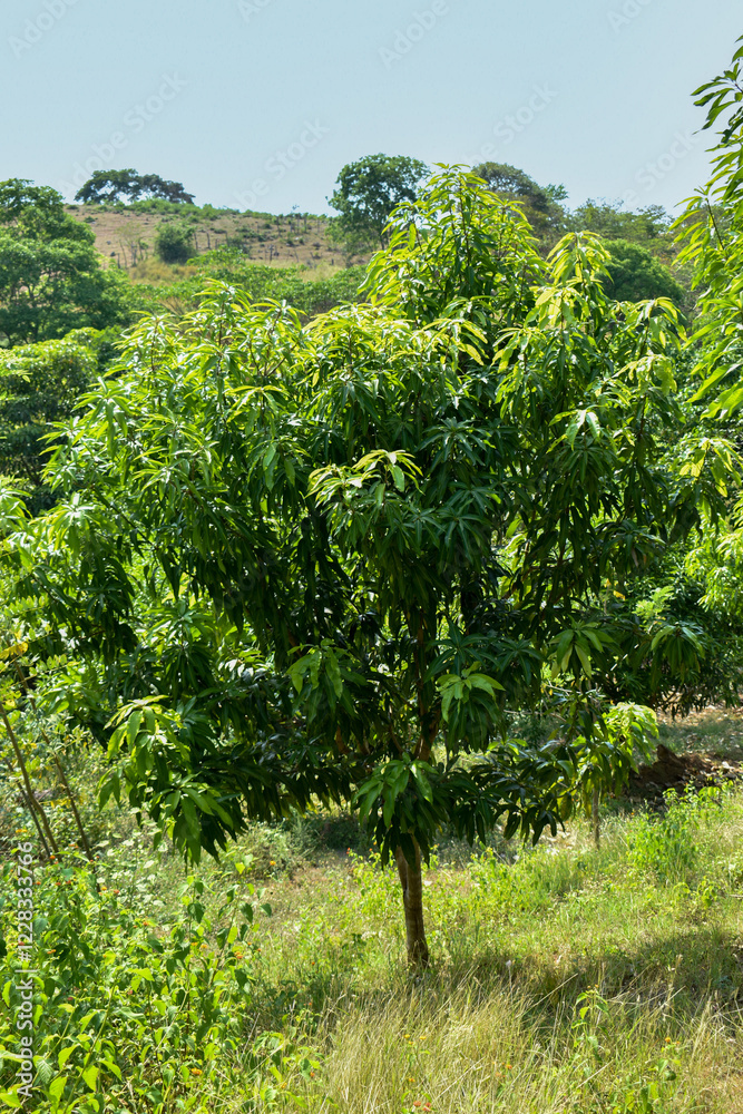 Mangifera (redirección desde Arbol de mango) Mangifera, el mango, es un ...