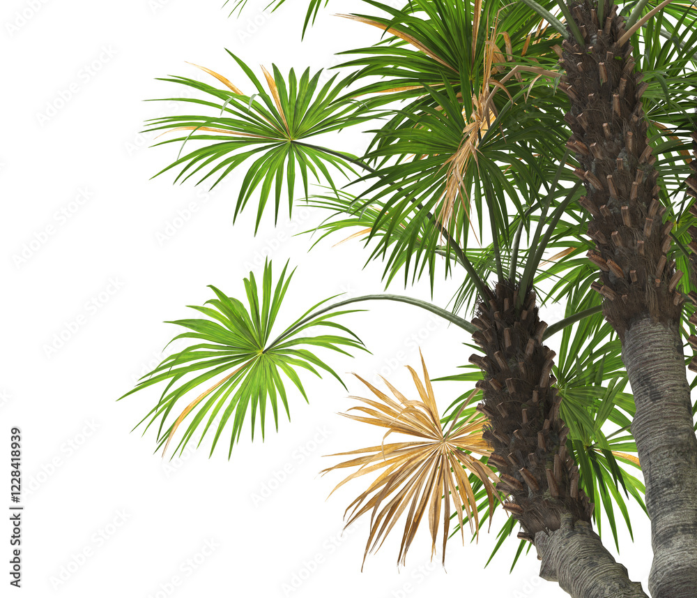 palm Tree leaves isolated white background. also known as the European ...
