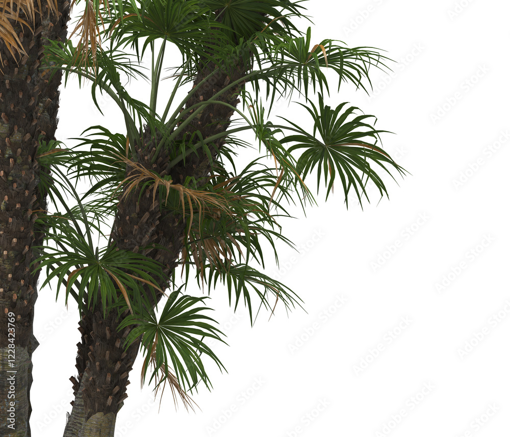 palm Tree leaves isolated white background. also known as the European fan palm, chamaerops ...