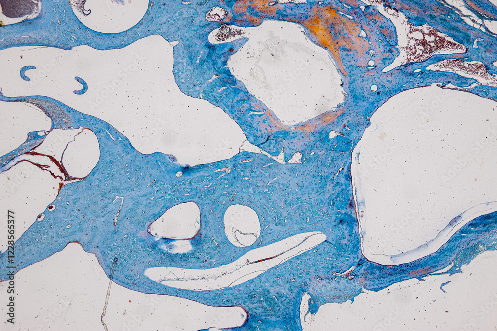 Pathology and Histology Tissue of Cat, Dog and rabbit under microscope ...