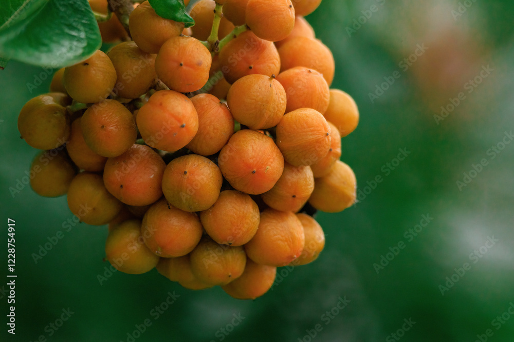 Clusters of orange-yellow tobira pittosporum fruit ripen, clustered ...