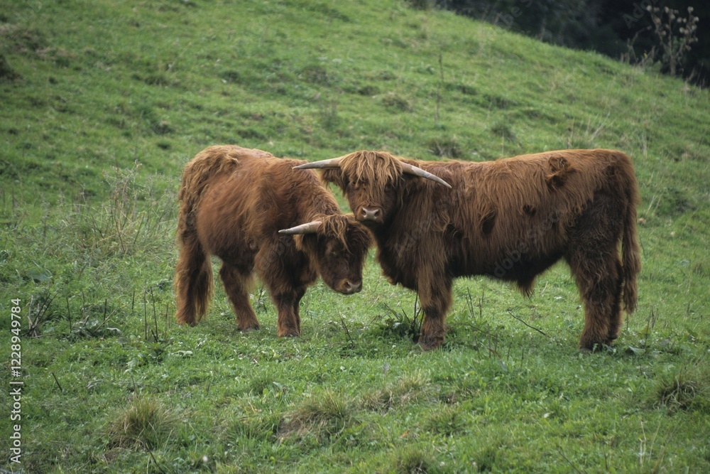 Scottish beef cattle (Bos primigenius) Stock Photo | Adobe Stock