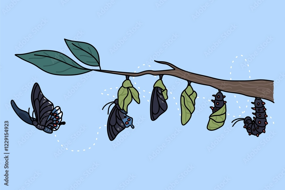 Stages of growth and transformation of butterfly on tree branch. Life ...