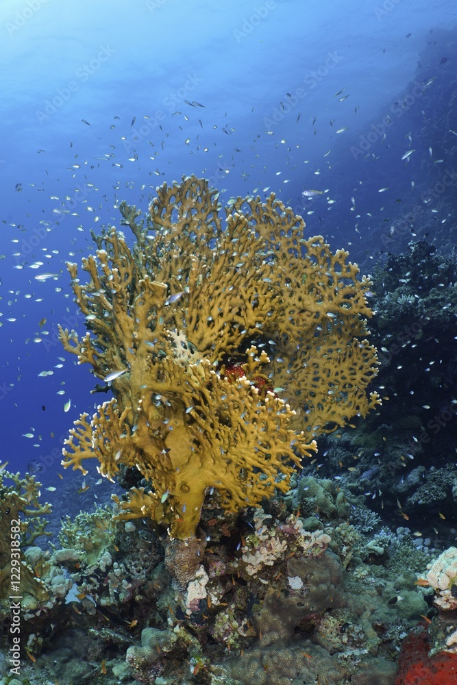 Net fire coral (Millepora dichotoma), school of Red Sea Glassfish ...