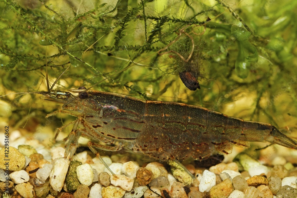 Amano Shrimp, Yamato Shrimp, Caridina japonica, female with eggs Stock ...