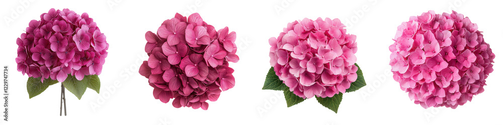 Closeup view of a lush vibrant fuchsia pink hydrangea flower in full ...