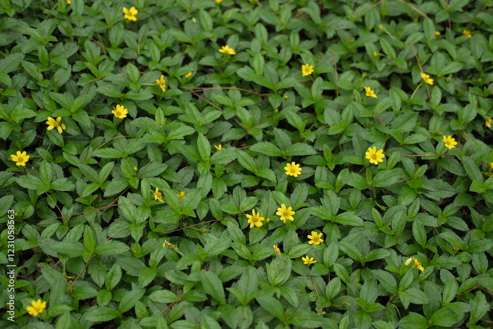 Wedelia is a type of wild plant that lives in tropical climates. This ...