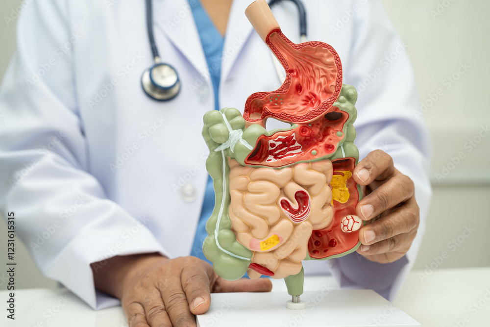 Digestive system with stomach and intestine, Asian doctor holding human ...