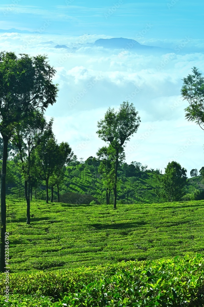 Tea plantations, Ooty tea plantations, hill station in India Stock ...