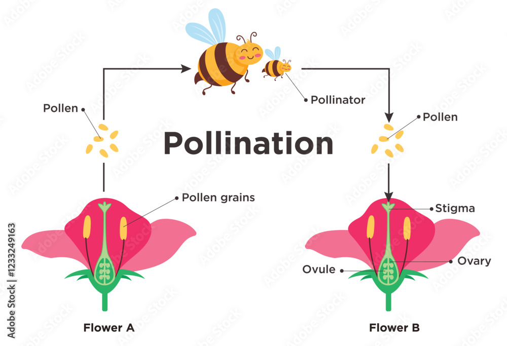 Flower pollination diagram clipart design. Flowers reproduction ...