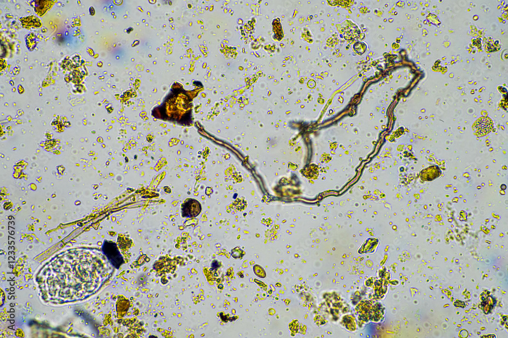 soil fungi on a farm soil microbes under the microscope. microorganisms ...