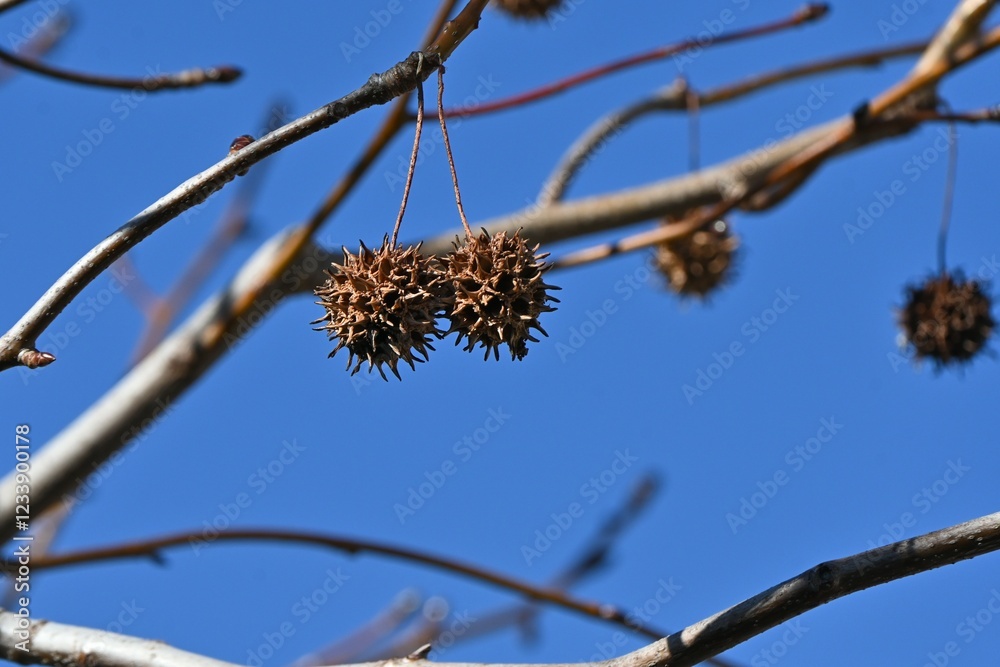 American sweetgum tree. Altingiaceae deciduous tree native to North ...