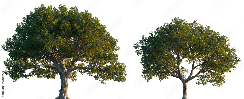 Quercus ilex wide big trees isolated png on a transparent background ...