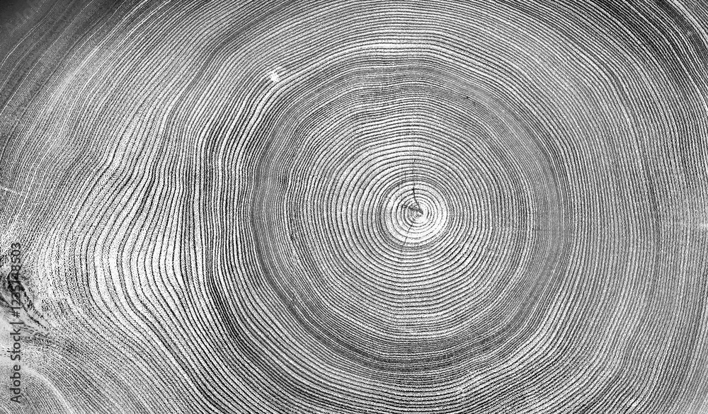Gray ink stamp impression of end grain of wood slab. Tree rings art ...