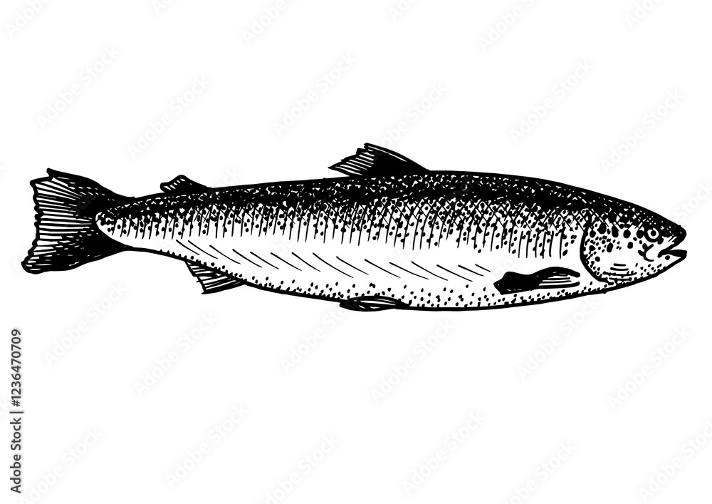 Salmon fish drawing isolated on white background for menu design ...