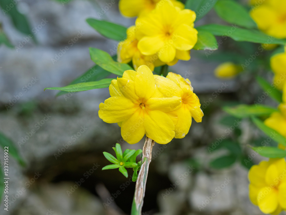 Jasminum mesnyi hance. Popular Names: jasmine-primulinum, jasmine ...