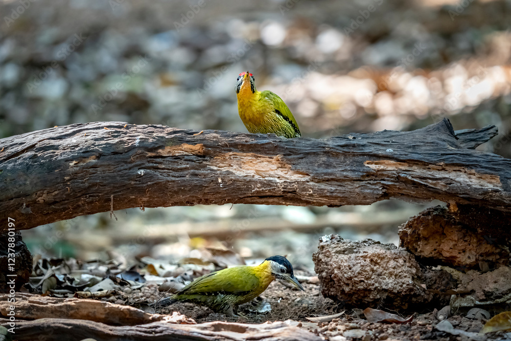 Common flameback in Ma Da forest, Dong Nai province, Vietnam Stock ...