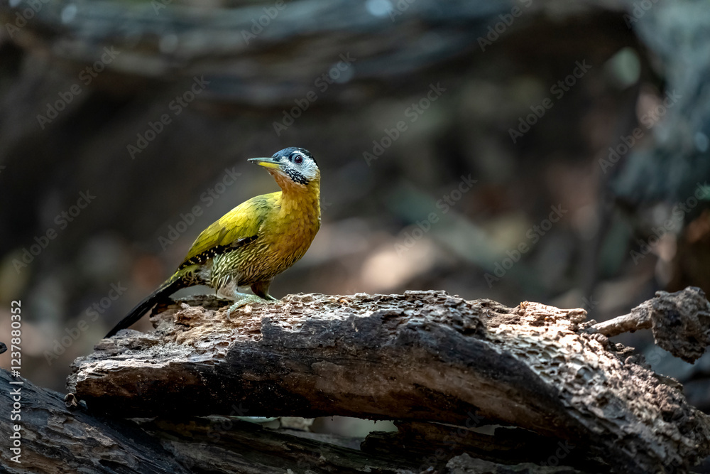 Common flameback in Ma Da forest, Dong Nai province, Vietnam Stock ...