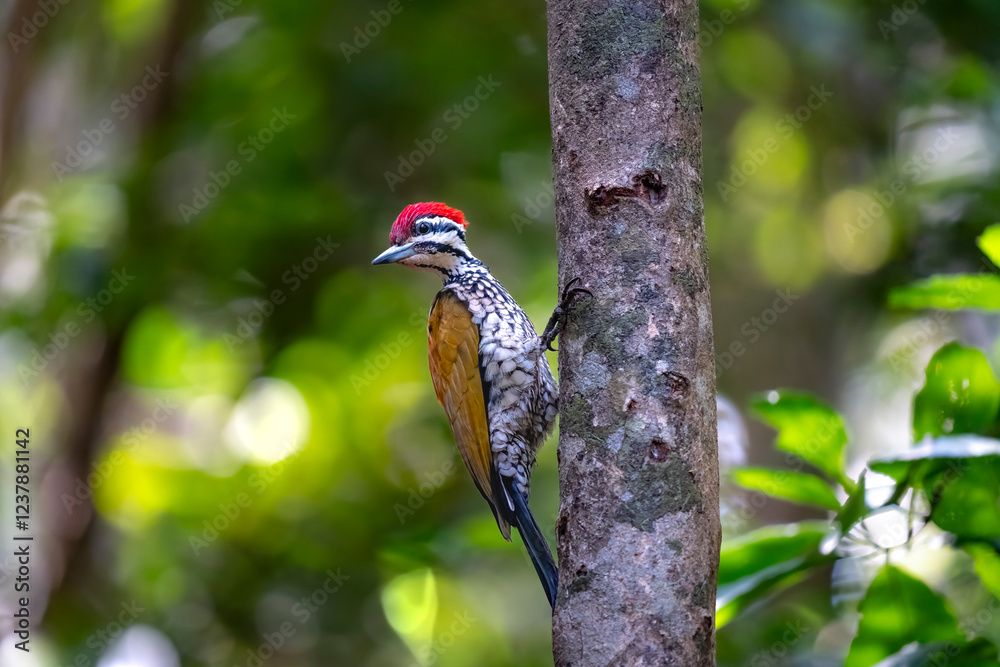 Common flameback in Ma Da forest, Dong Nai province, Vietnam Stock ...