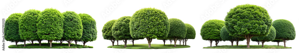 Collection of Ornamental garden with Bushy Hedge Arrangement (Ficus ...