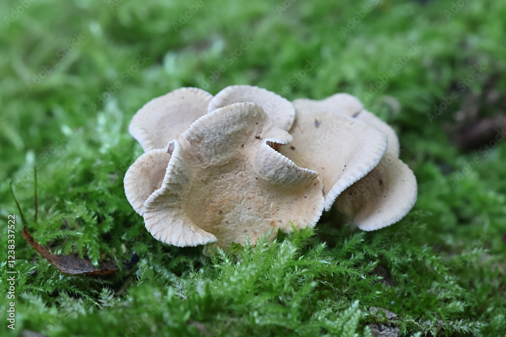 Panellus stipticus, commonly known as bitter oyster, astringent panus ...