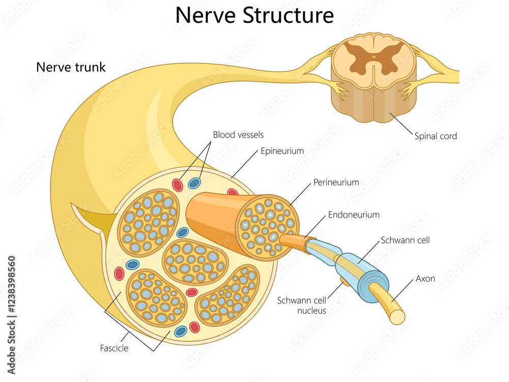 anatomy of a nerve, including fascicles, axons, Schwann cells, and protective layers like ...