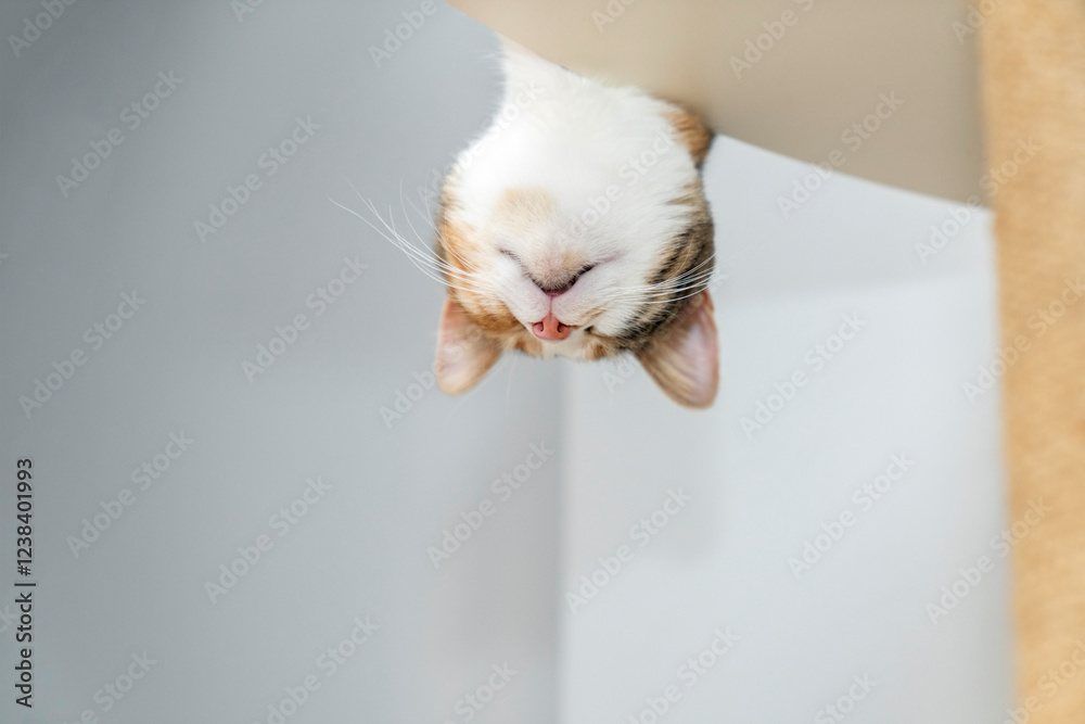 Funny Upside Down Cat. Cute, Playful Pet with Whiskers, Tongue Out. Humorous, Viral Animal. cats ...