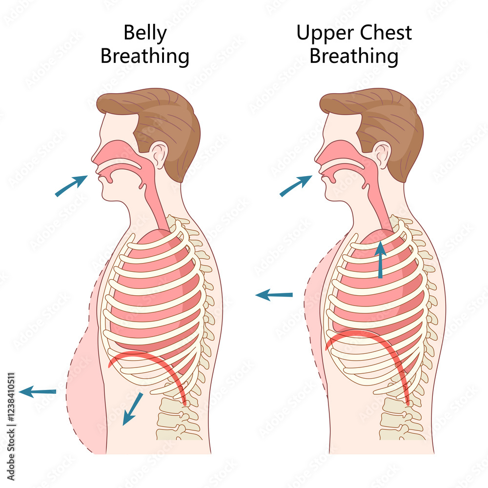 belly breathing and upper chest breathing techniques, airflow, diaphragm movement, and rib cage ...